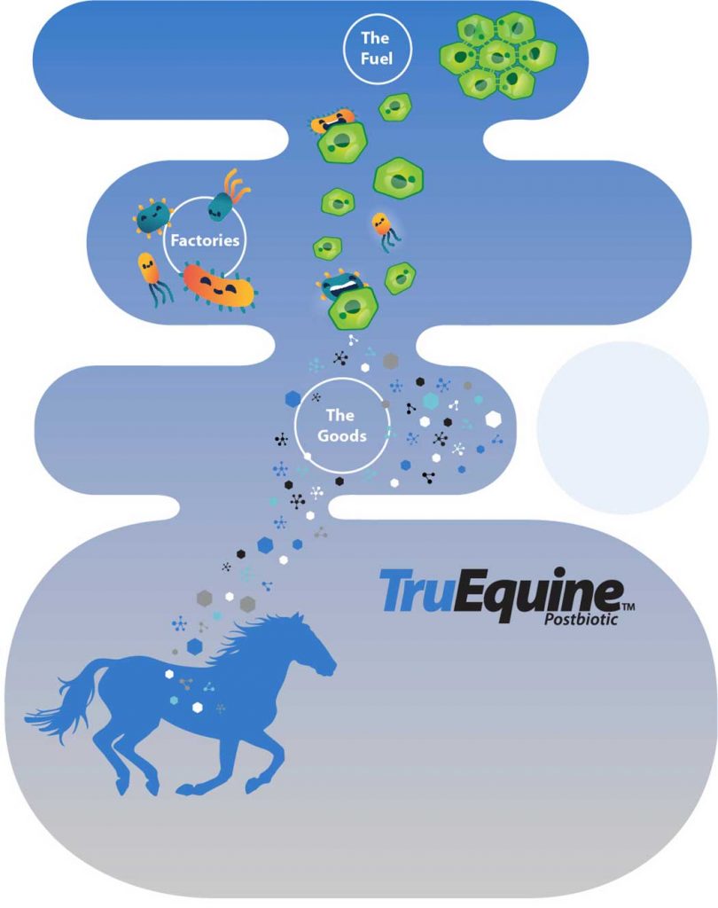 Postbiotic Horse Feed Additive | TruEquine Postbiotic